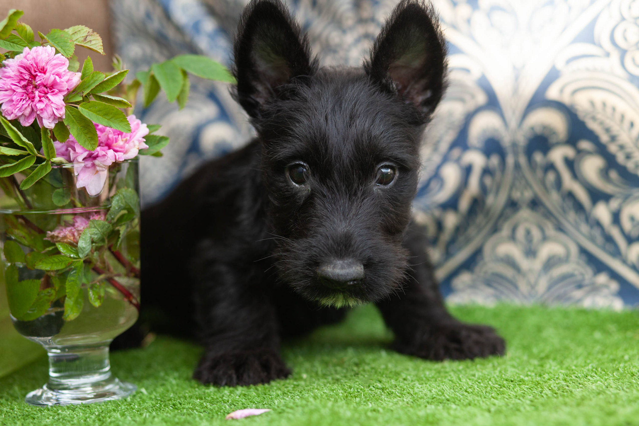 Adorable Scotties – Kellys Kennels