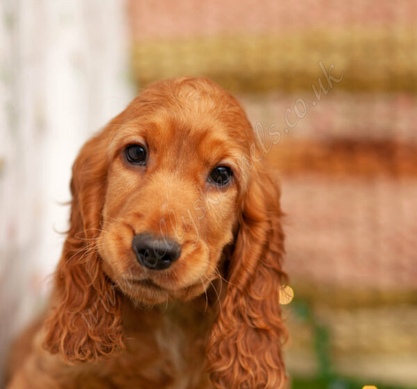 Cocker Spaniels – Kellys Kennels