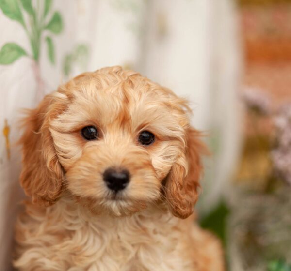 Poodle Cross Pups – Kellys Kennels