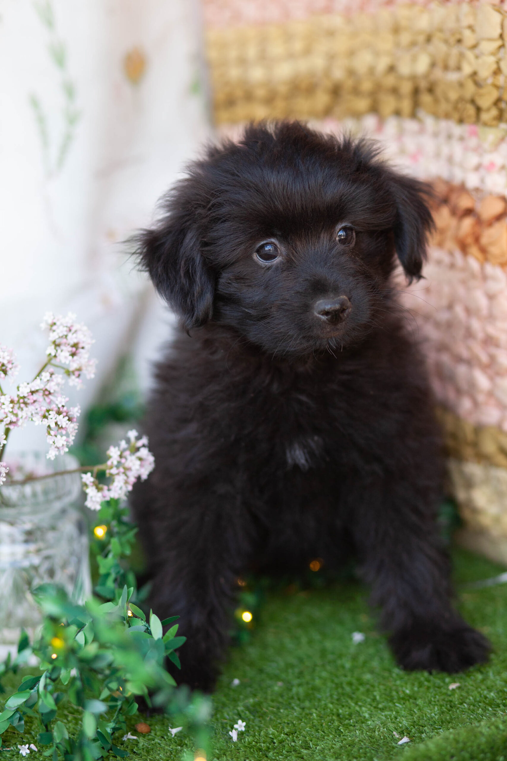 Gorgeous Poma-Poos – Kellys Kennels