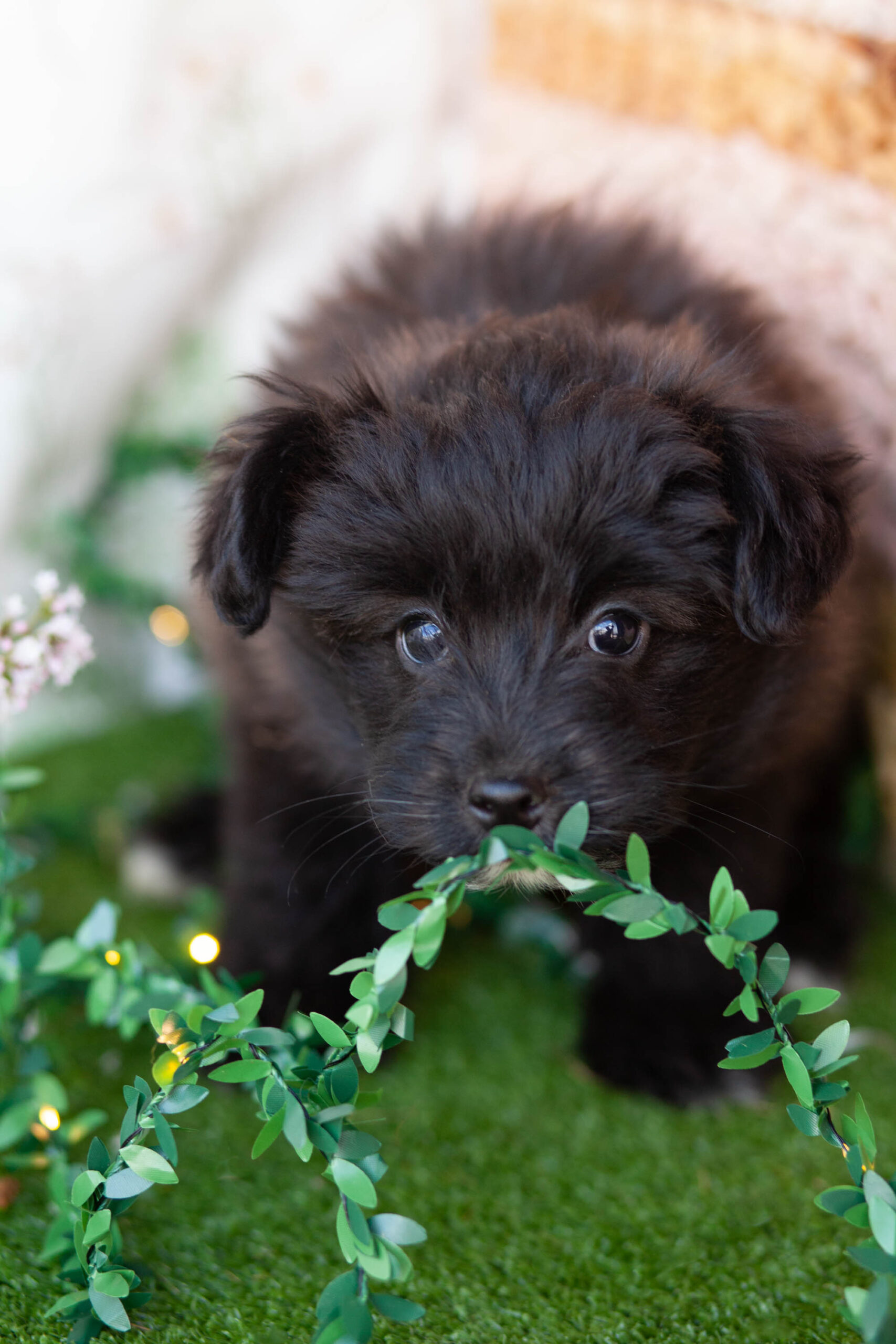 Gorgeous Poma-Poos – Kellys Kennels