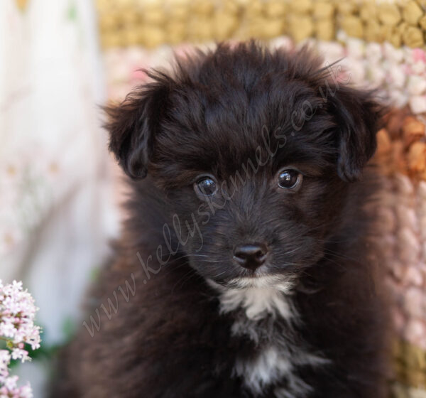 Gorgeous Poma-Poos – Kellys Kennels