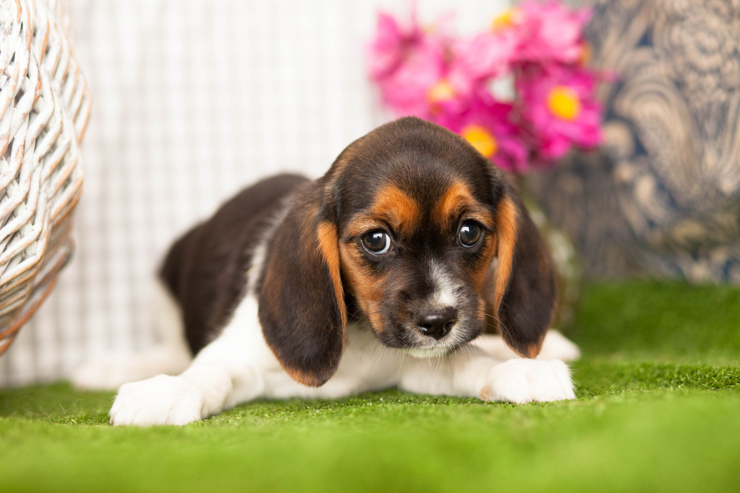 Robust Beagliers – Kellys Kennels