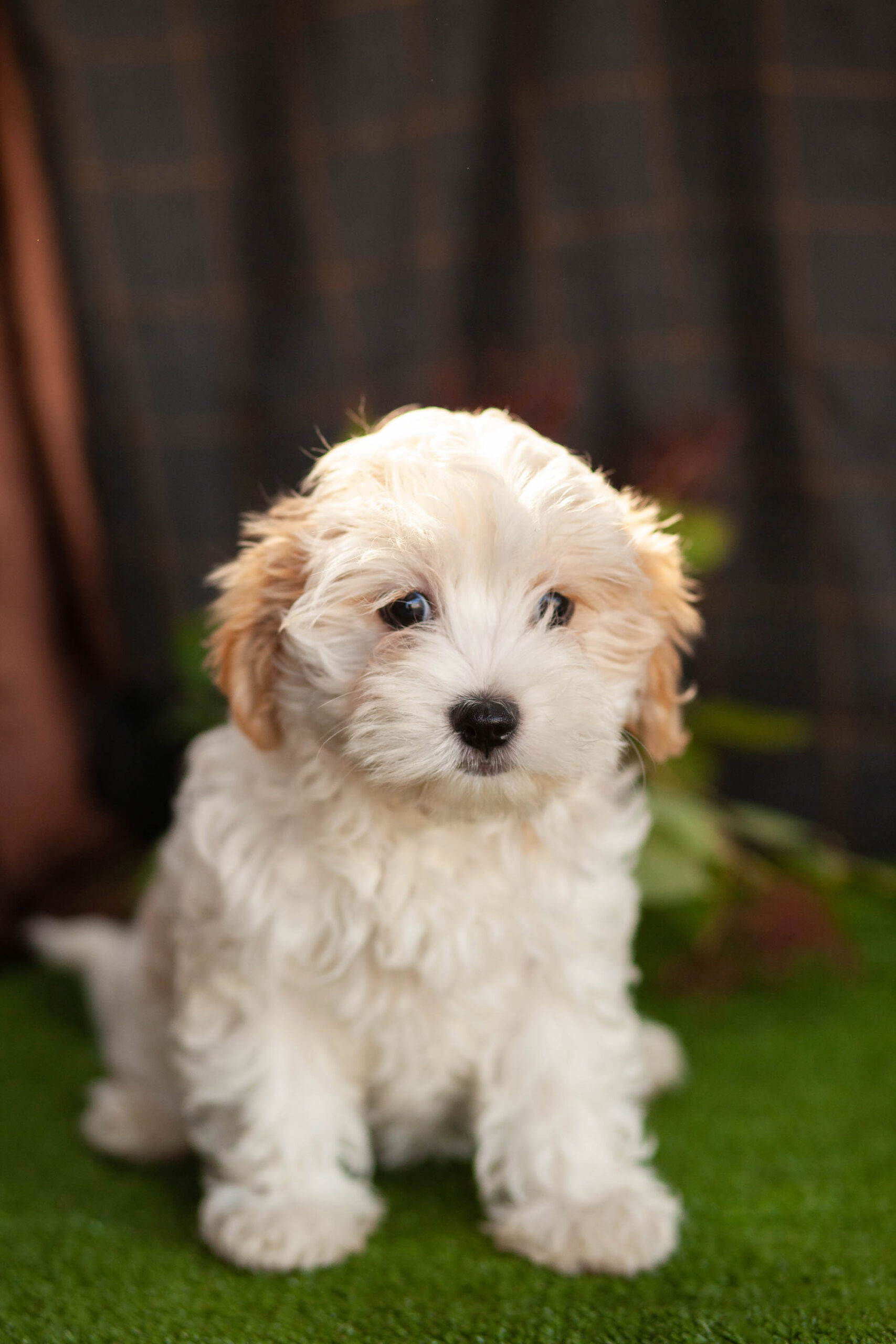 Gentle Cavateses – Kellys Kennels