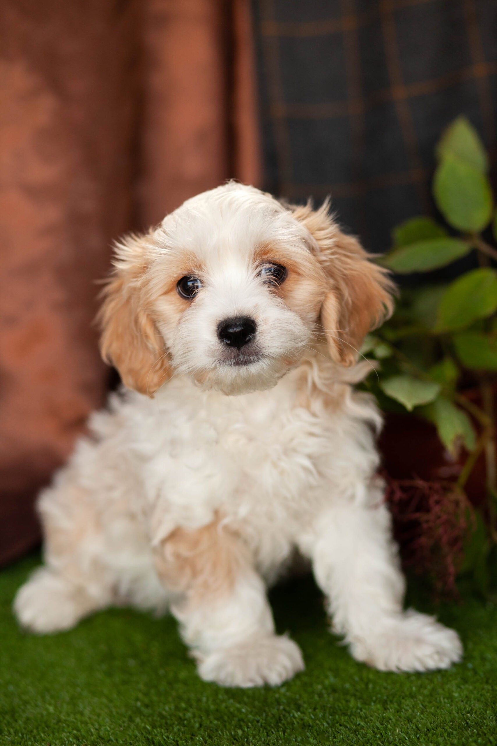 Gentle Cavateses – Kellys Kennels