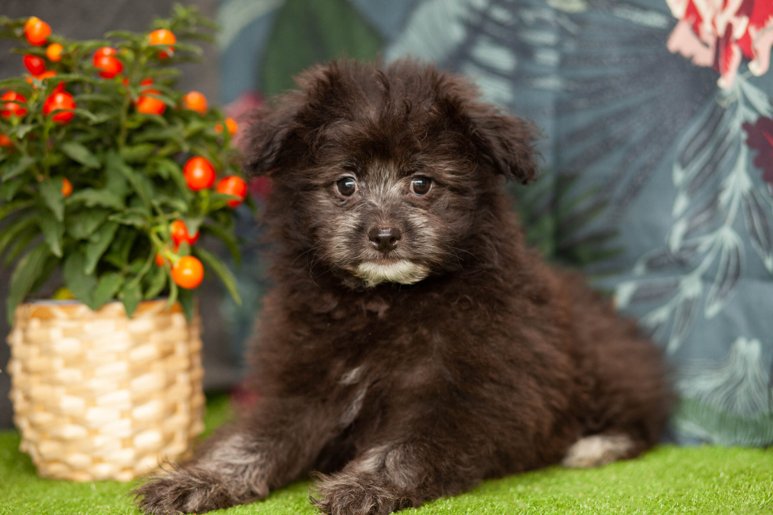 Gorgeous Poma-Poos – Kellys Kennels