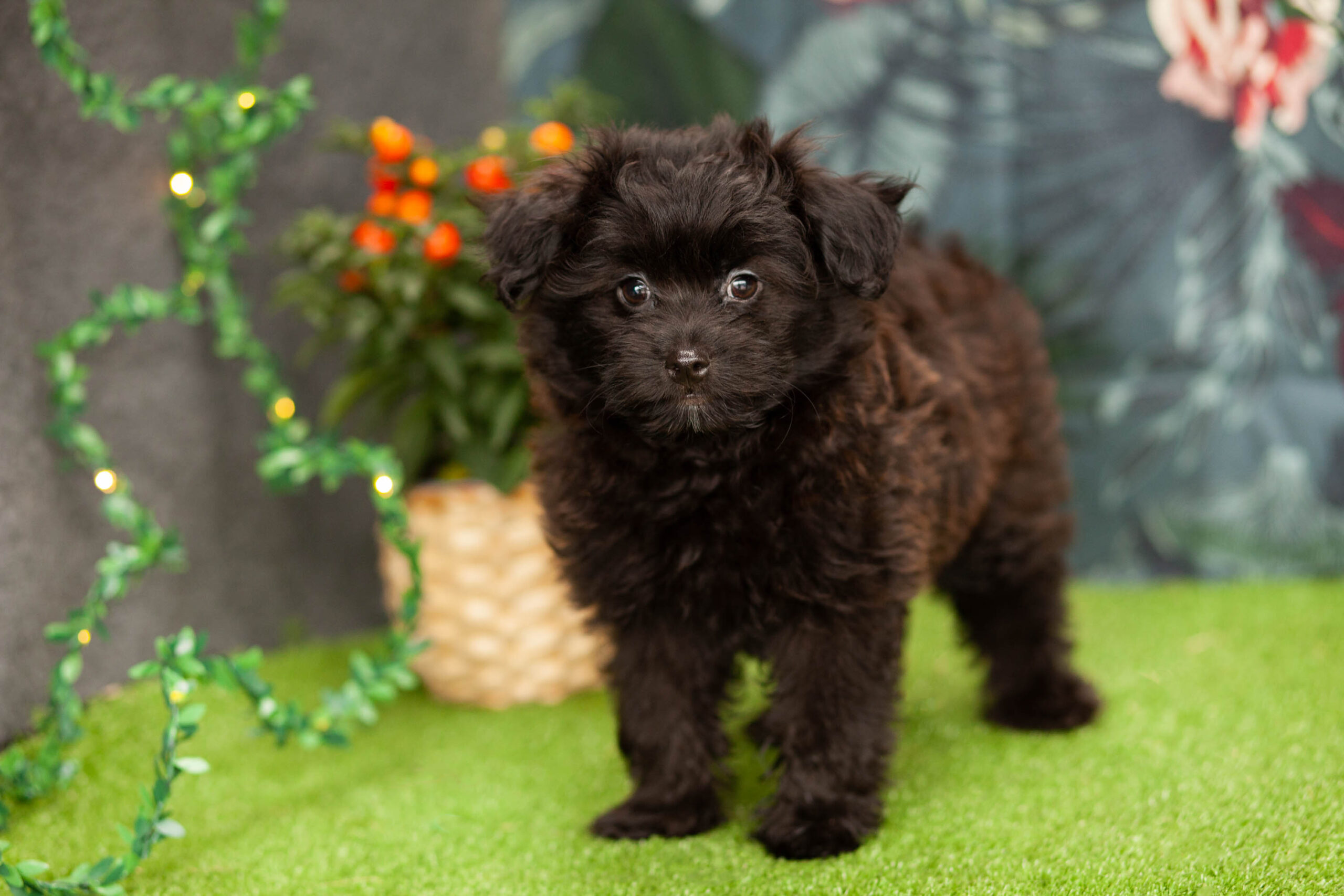 Gorgeous Poma-Poos – Kellys Kennels