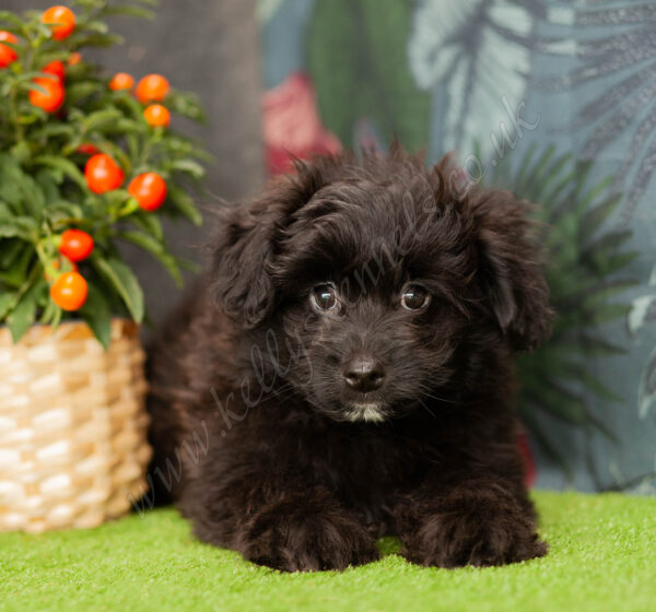 Gorgeous Poma-Poos – Kellys Kennels