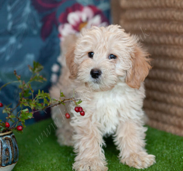 YorkiePoo Puppies – Kellys Kennels