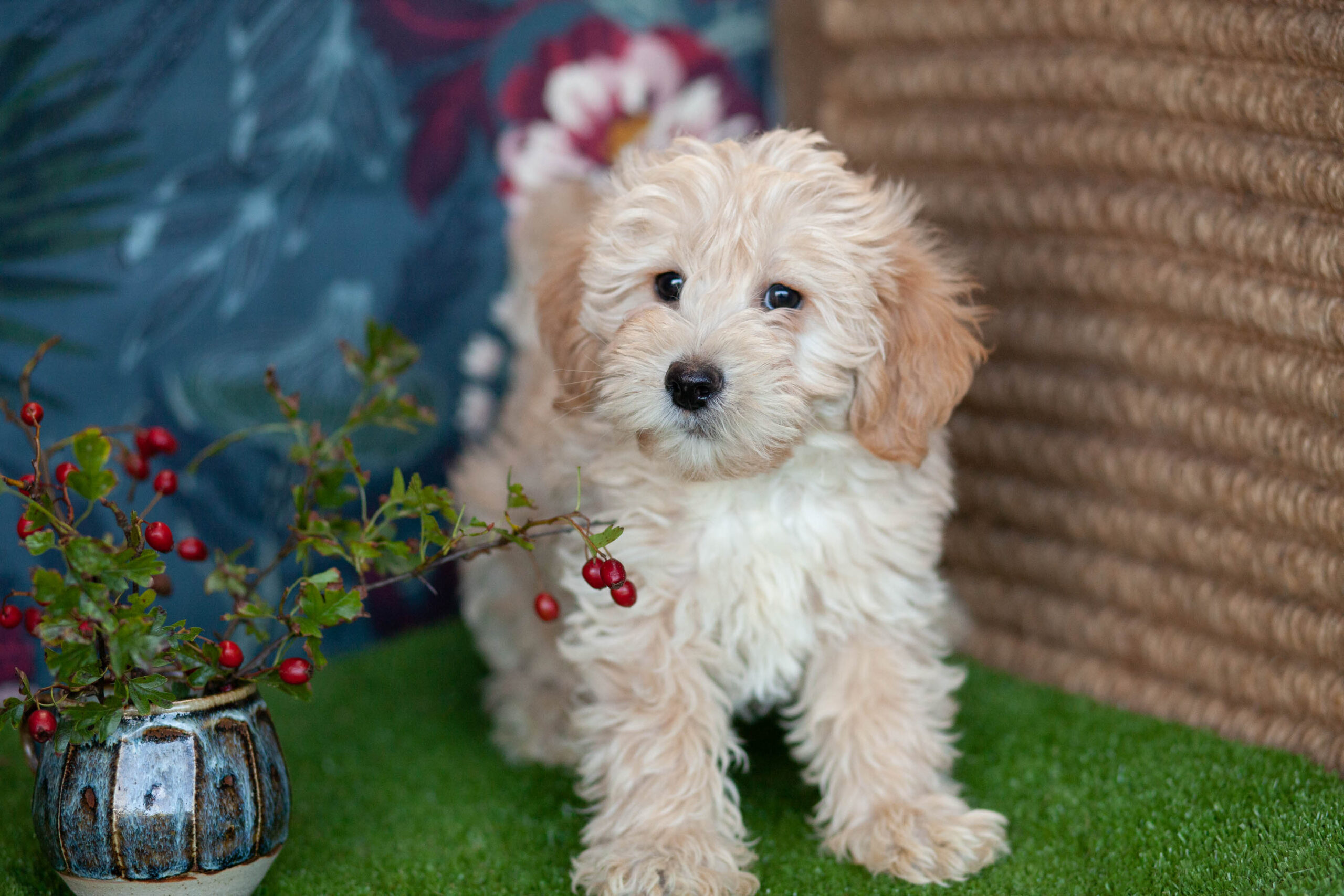 YorkiePoo Puppies – Kellys Kennels