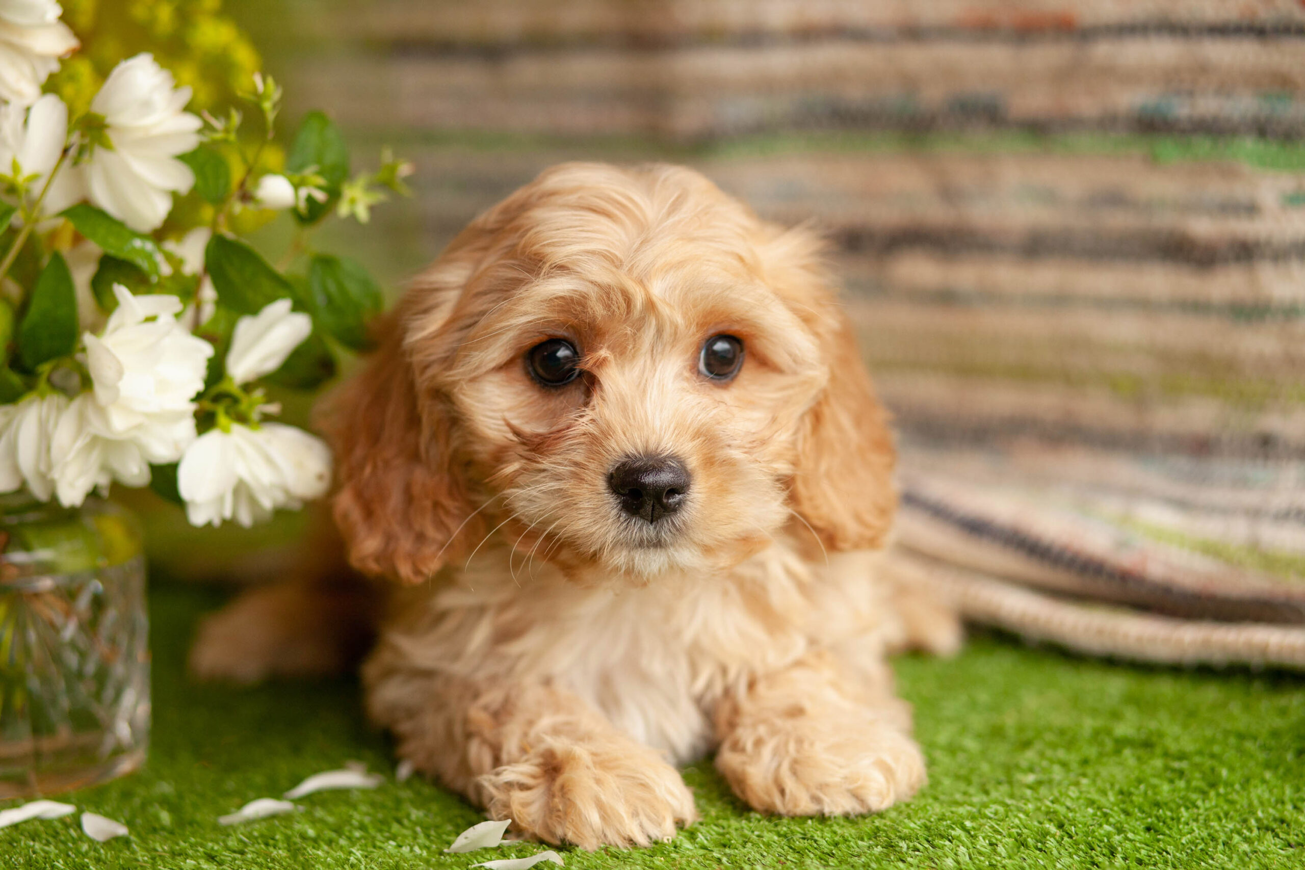 Superb CavaPoos – Kellys Kennels