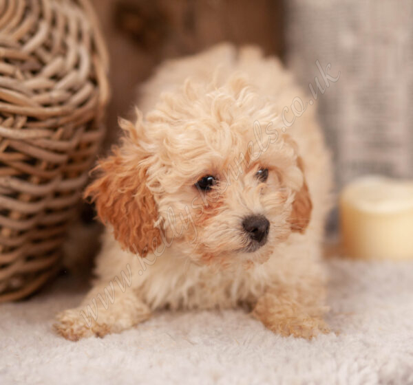 Unique CavaPooChons – Kellys Kennels