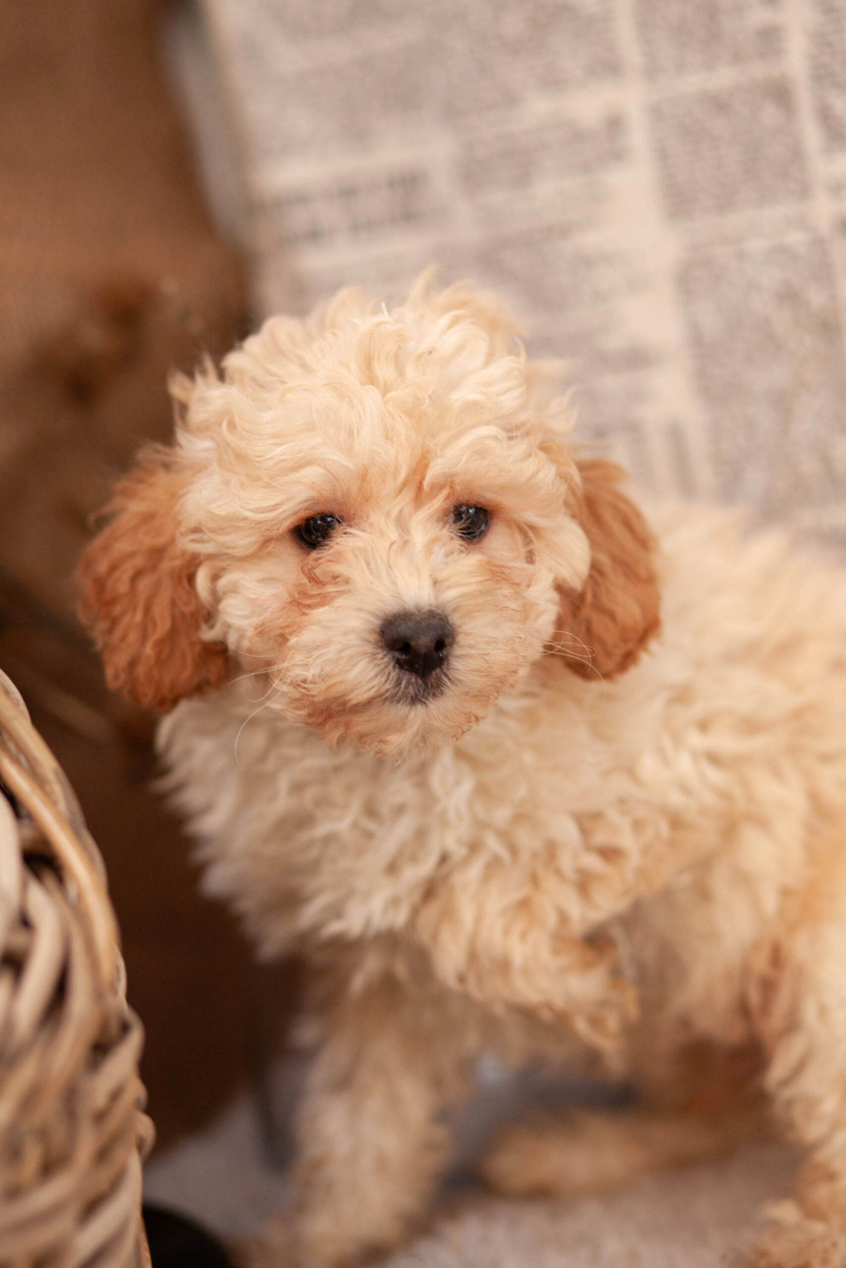 Unique CavaPooChons – Kellys Kennels