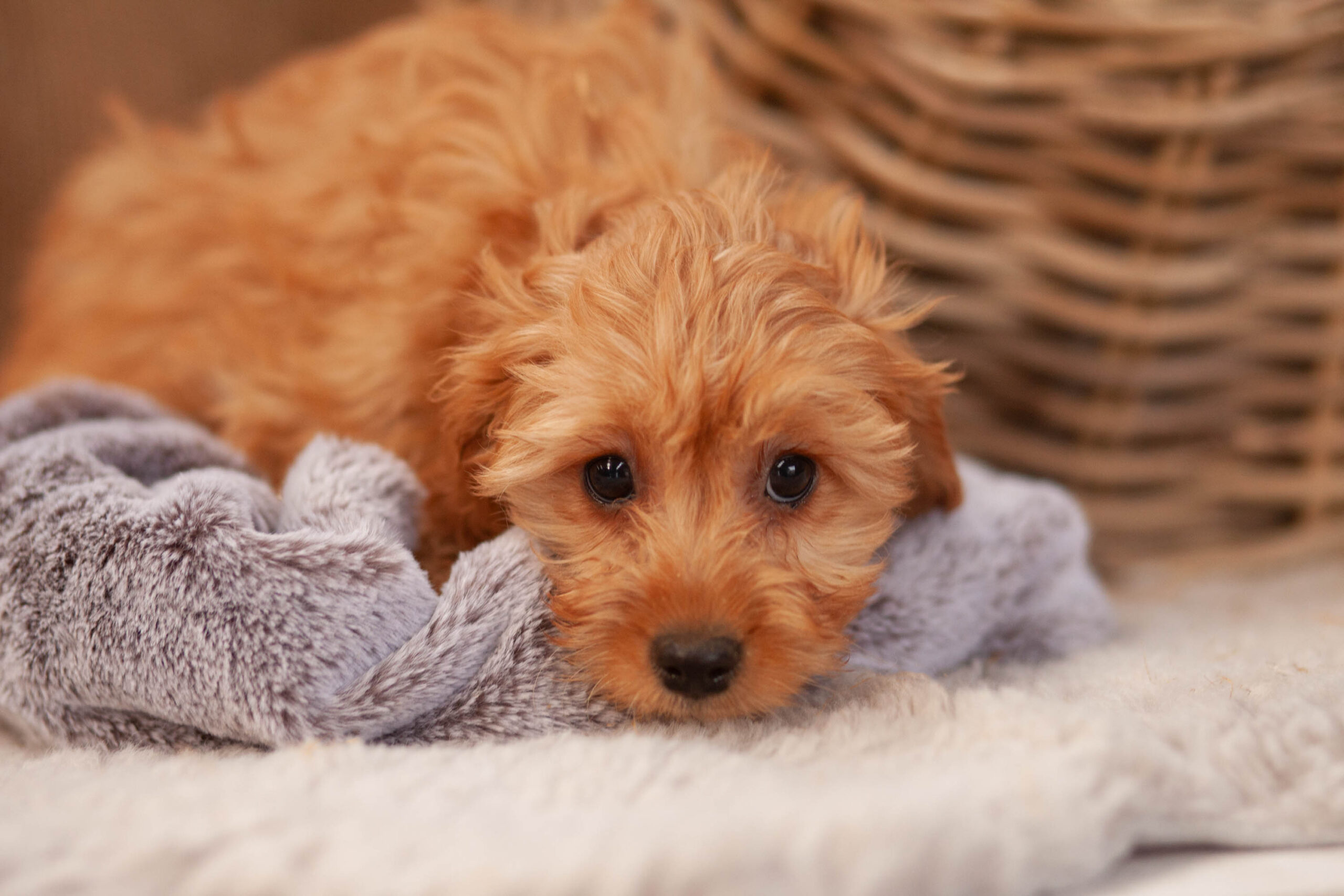 Unique CavaPooChons – Kellys Kennels