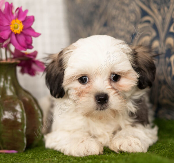 Lovely Malti-Shis – Kellys Kennels