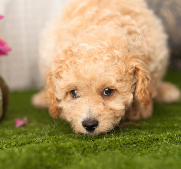 Unique CavaPooChons – Kellys Kennels