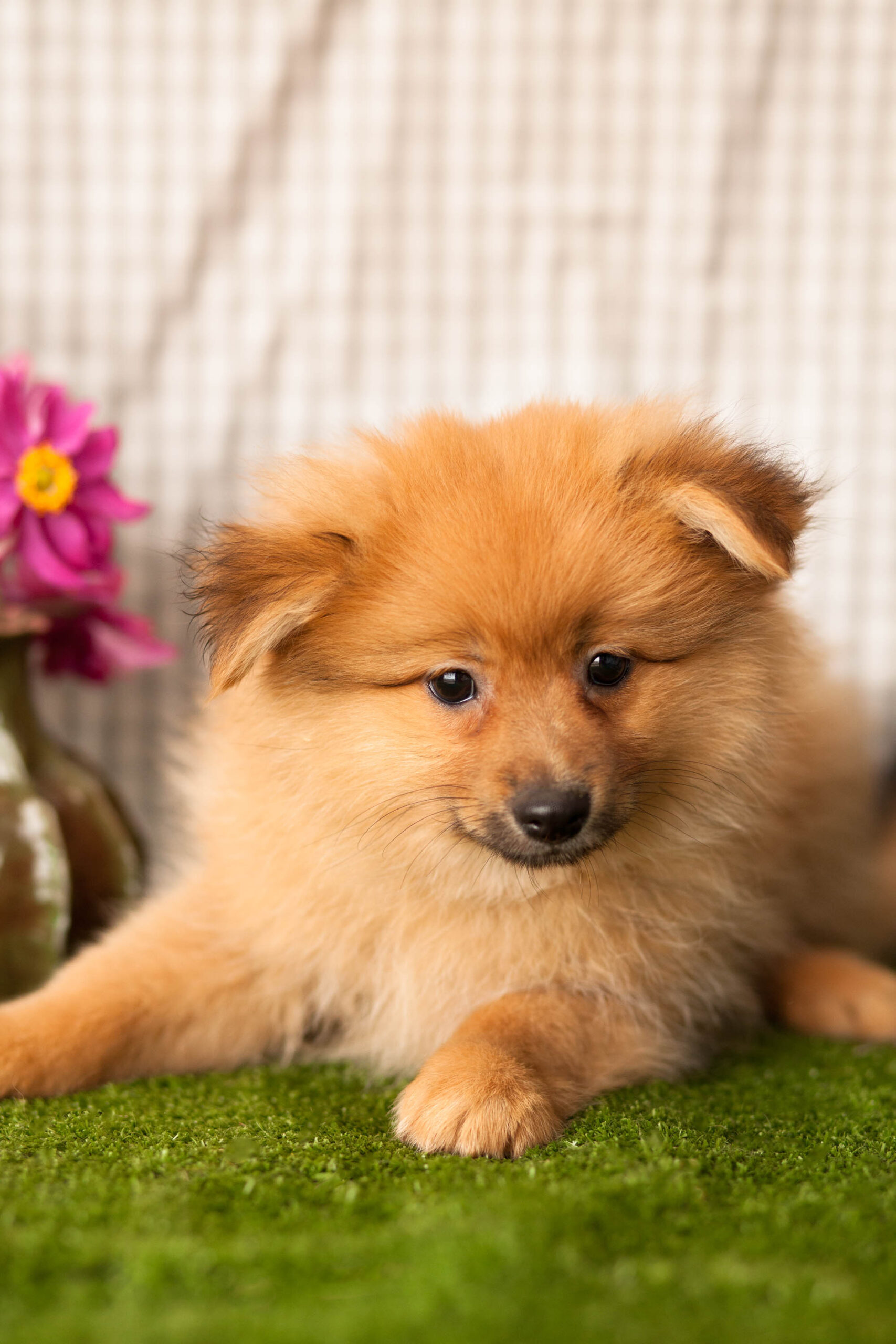 Fabulous PomTese – Kellys Kennels