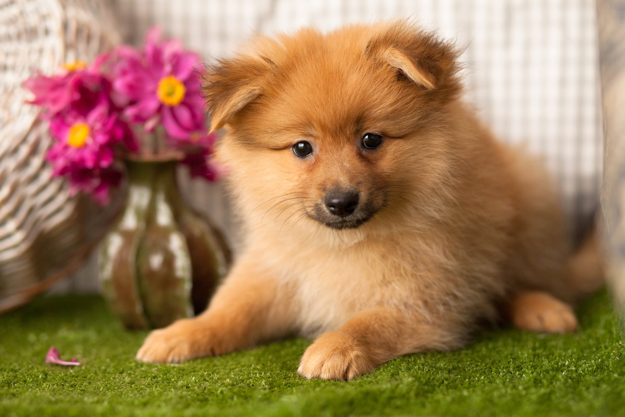 Fabulous PomTese – Kellys Kennels