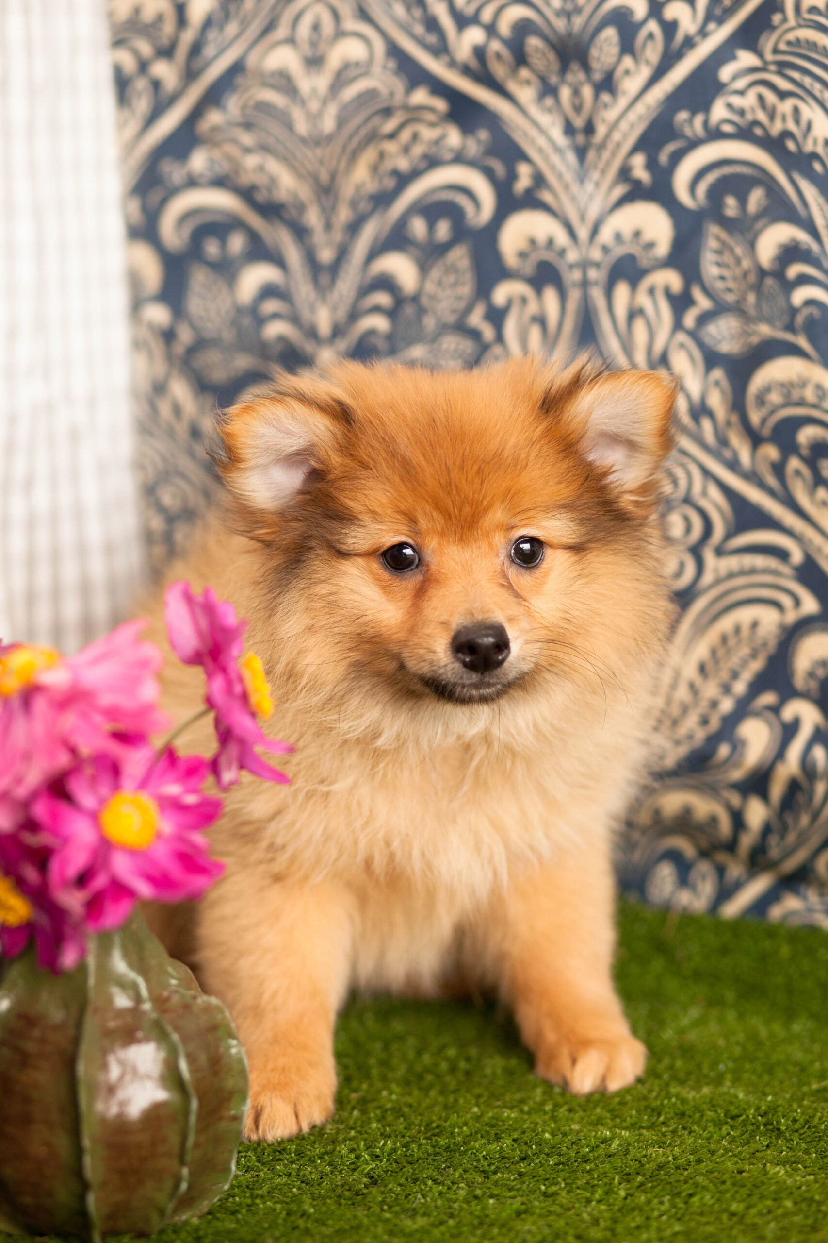 Fabulous PomTese – Kellys Kennels