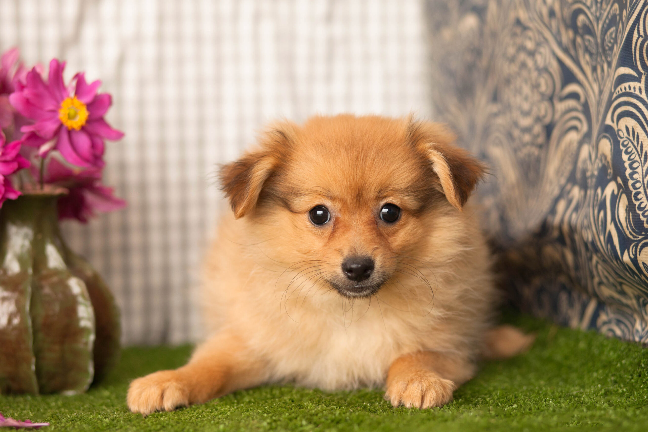 Fabulous PomTese – Kellys Kennels