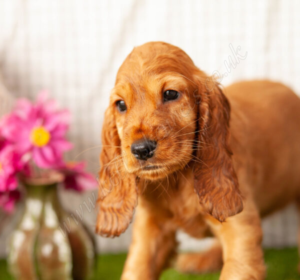 Cocker Spaniels – Kellys Kennels