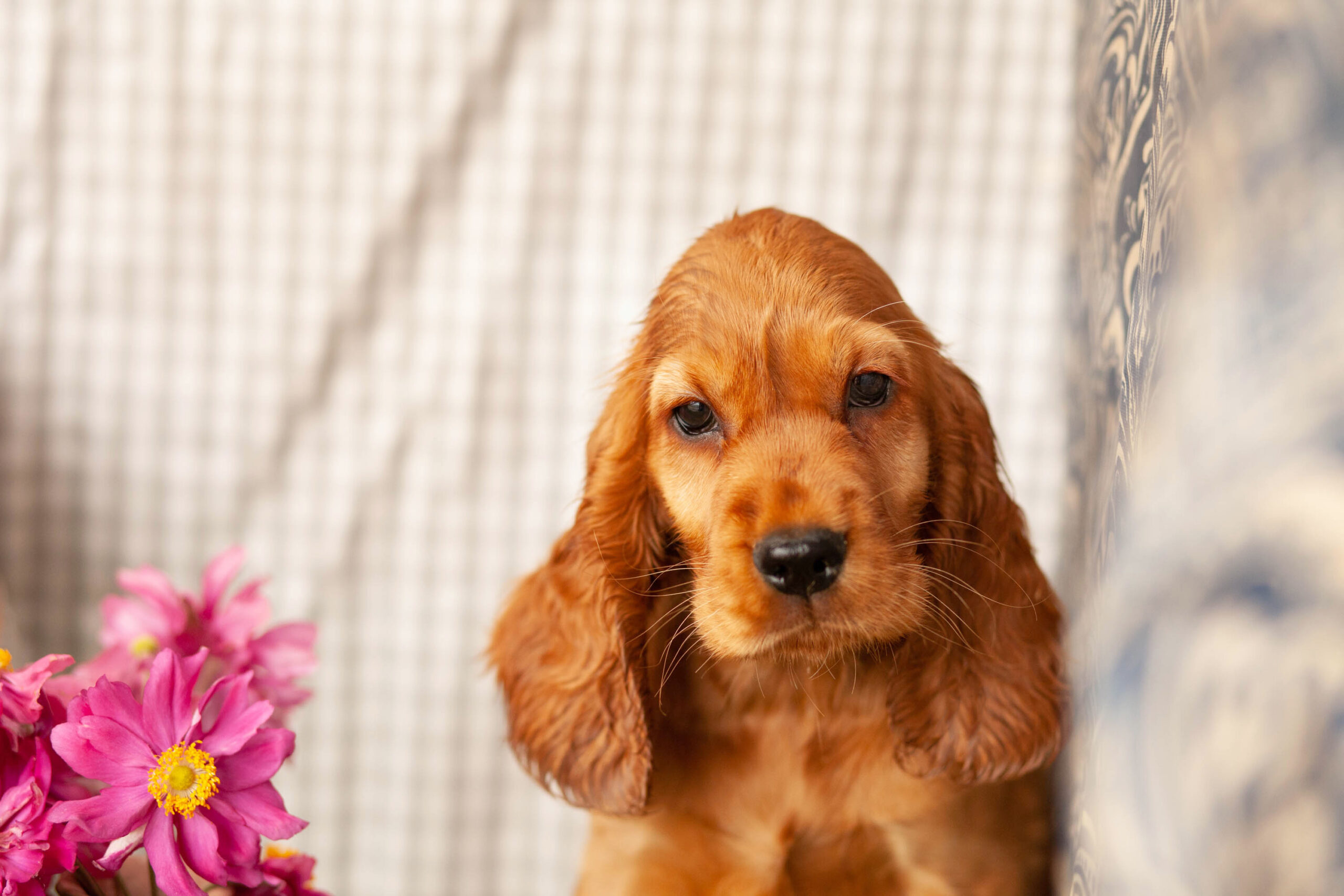 Cocker Spaniels – Kellys Kennels