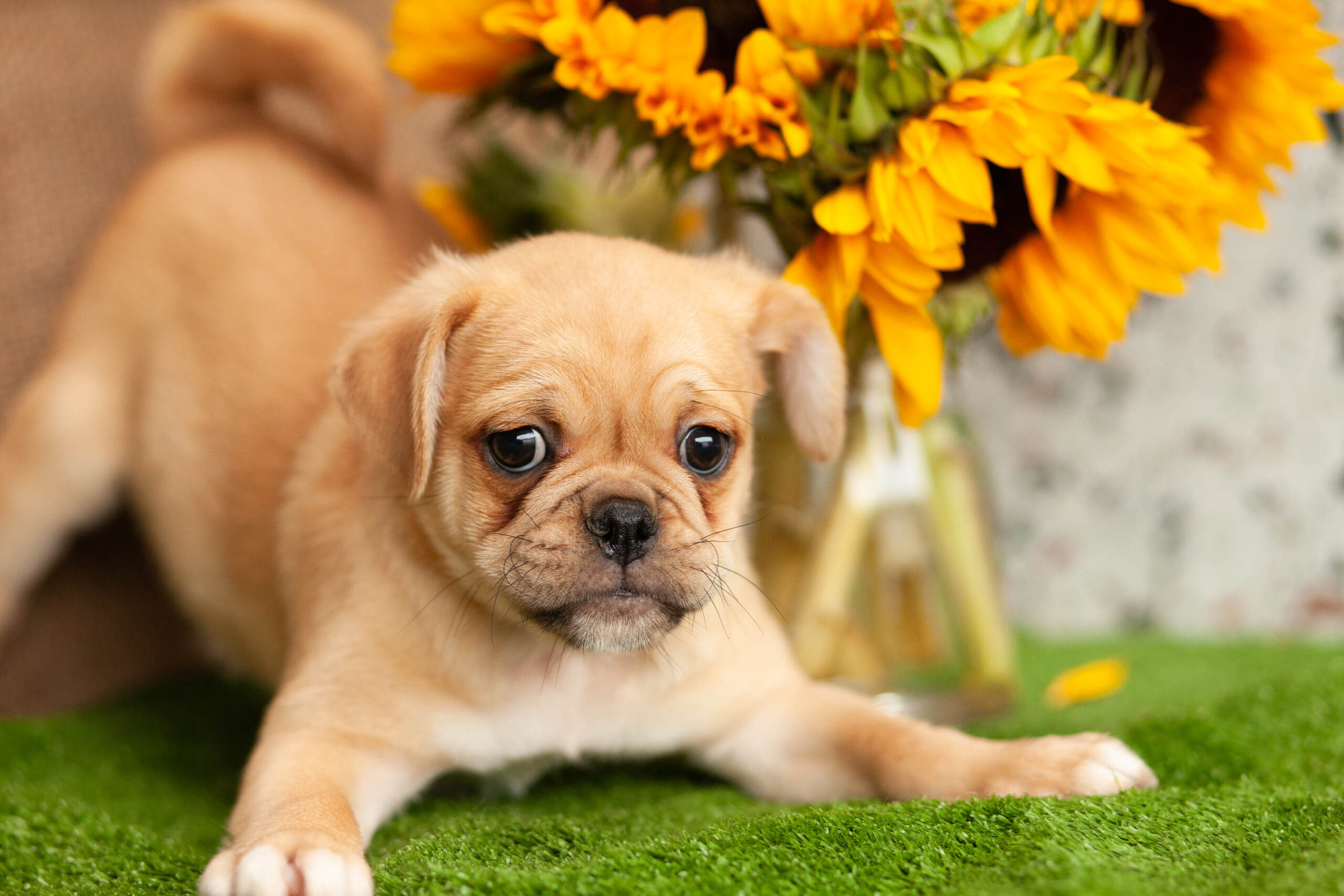 Adorable Puggles – Kellys Kennels