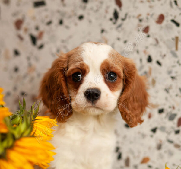 Cavalier King Charles Spaniel – Kellys Kennels