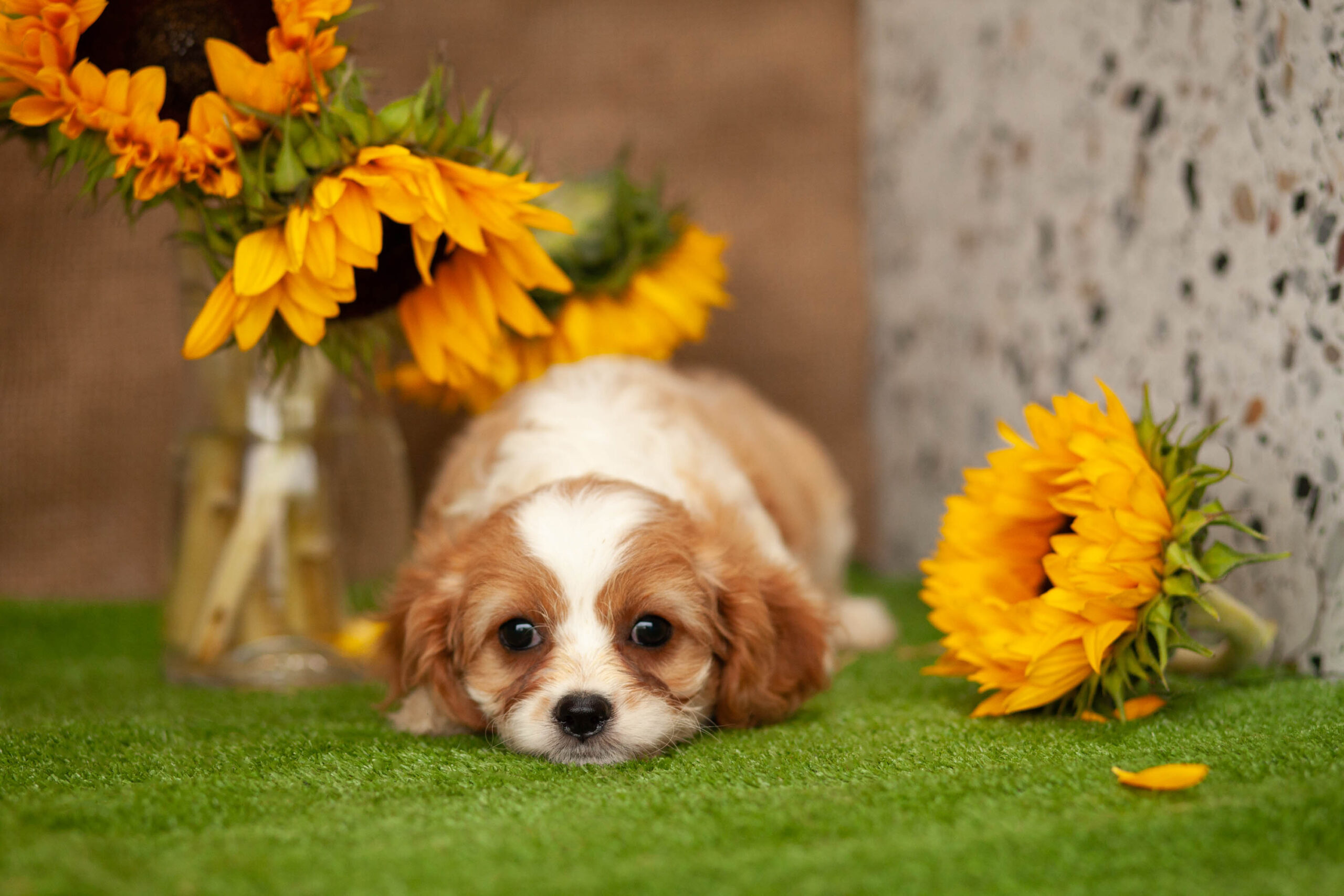 Beautiful Cavachons – Kellys Kennels
