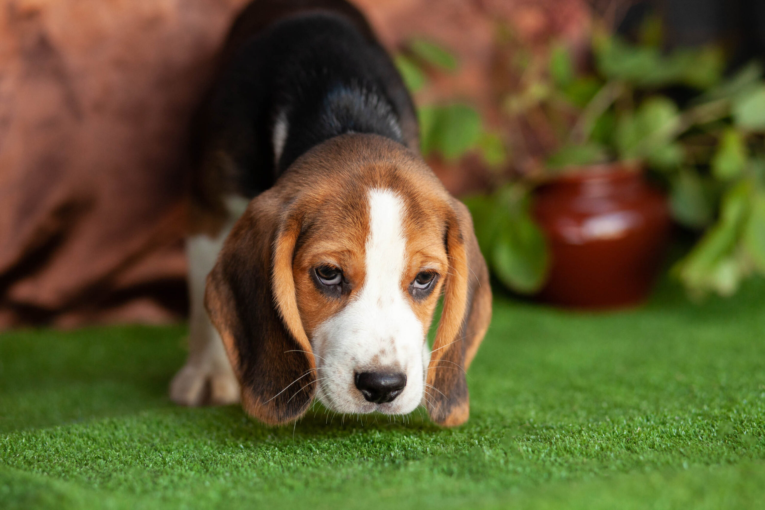 Tri-Colour Beagles – Kellys Kennels
