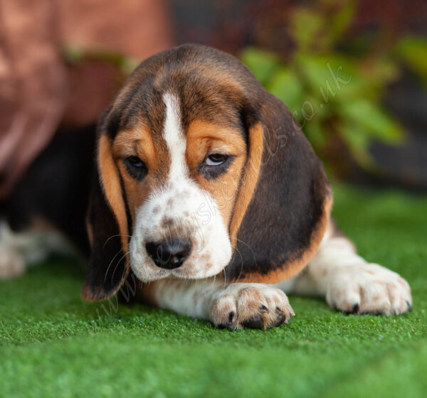 Tri-Colour Beagles – Kellys Kennels
