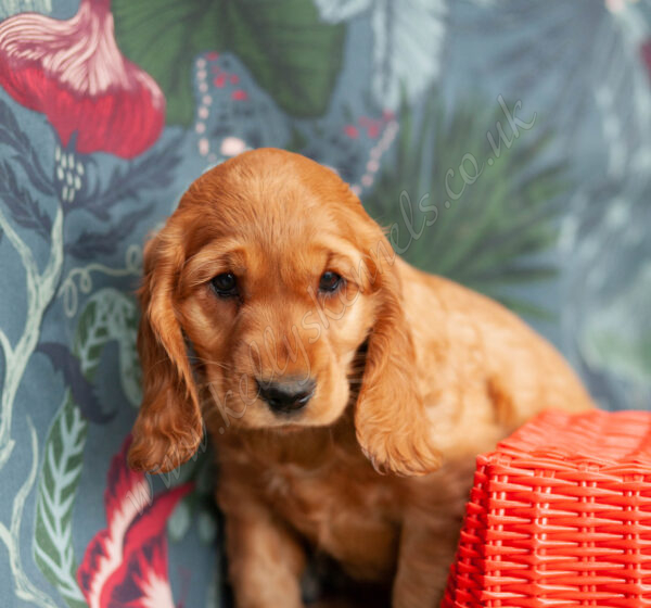 Cocker Spaniels – Kellys Kennels