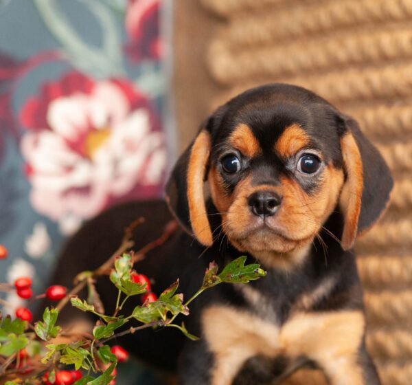 Gorgeous Pugaliers – Kellys Kennels