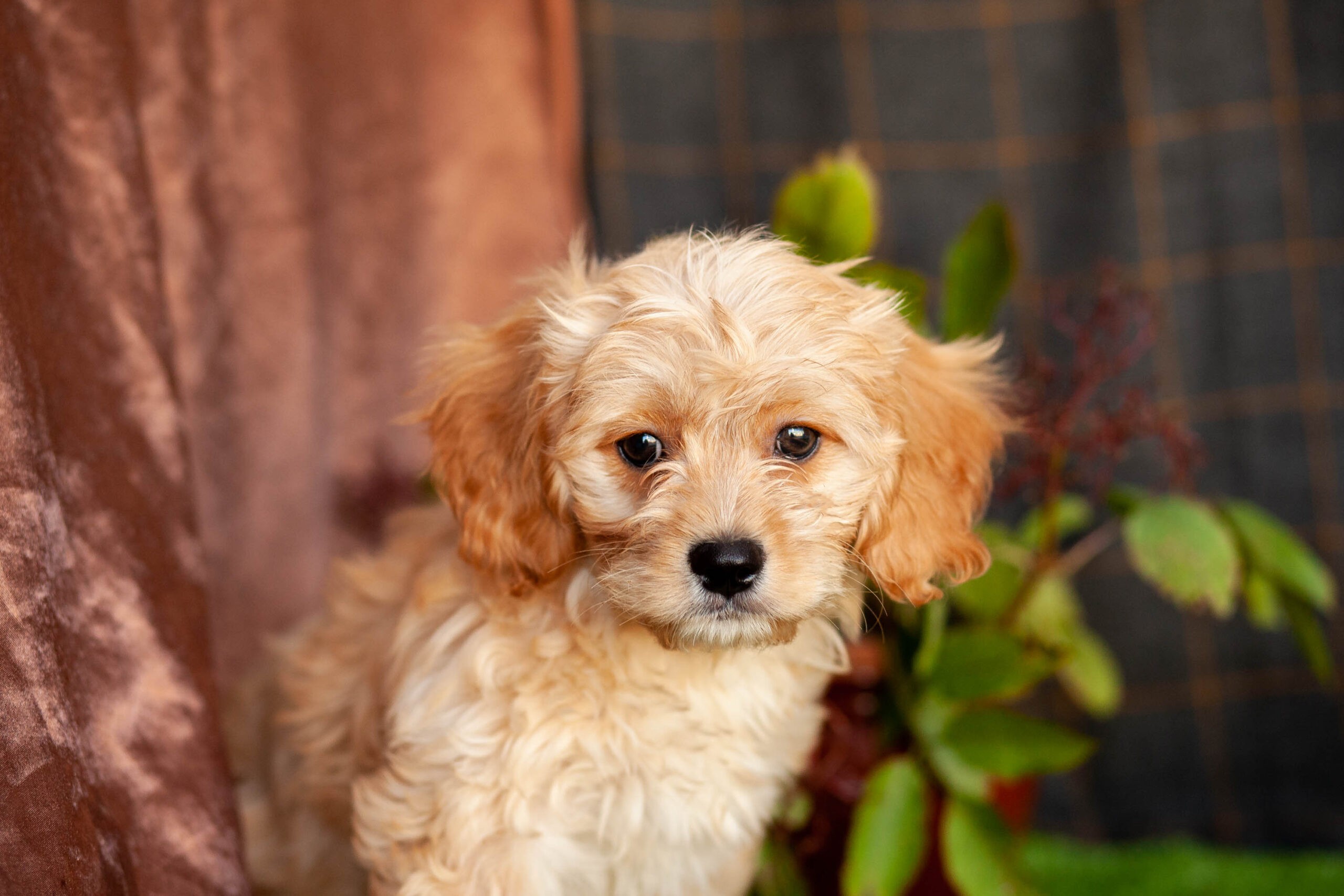 Superb CavaPoos – Kellys Kennels