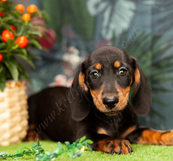 Beautiful Dachshunds – Kellys Kennels