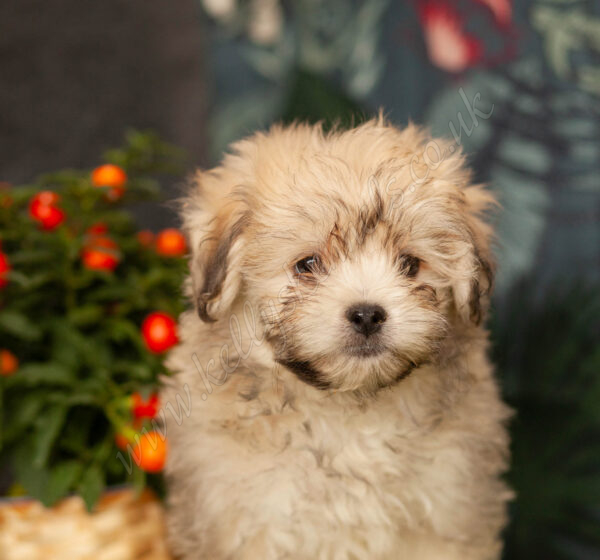 Cross Breed Pups – Kellys Kennels