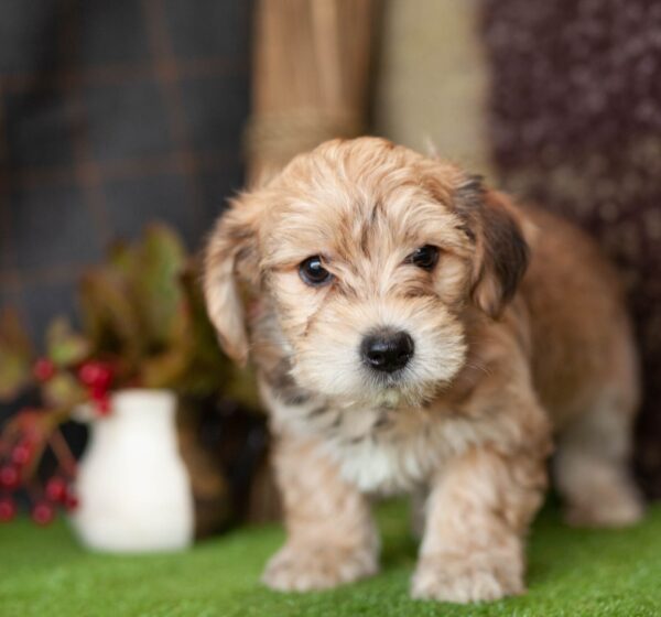 Incredible Morkies – Kellys Kennels