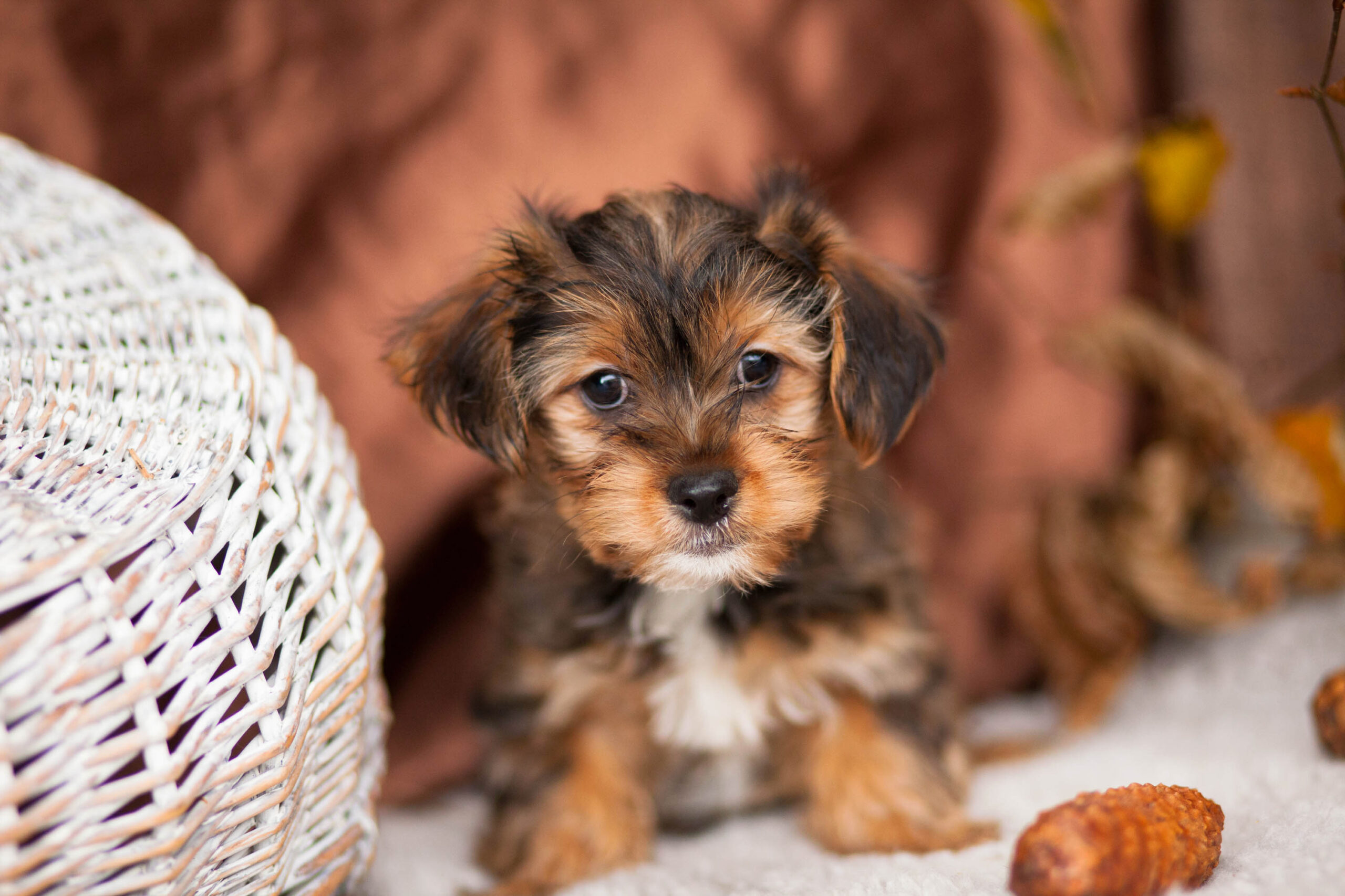 Fun Borkies – Kellys Kennels