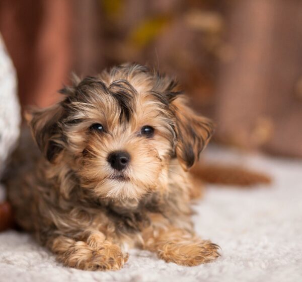 Fun Borkies – Kellys Kennels