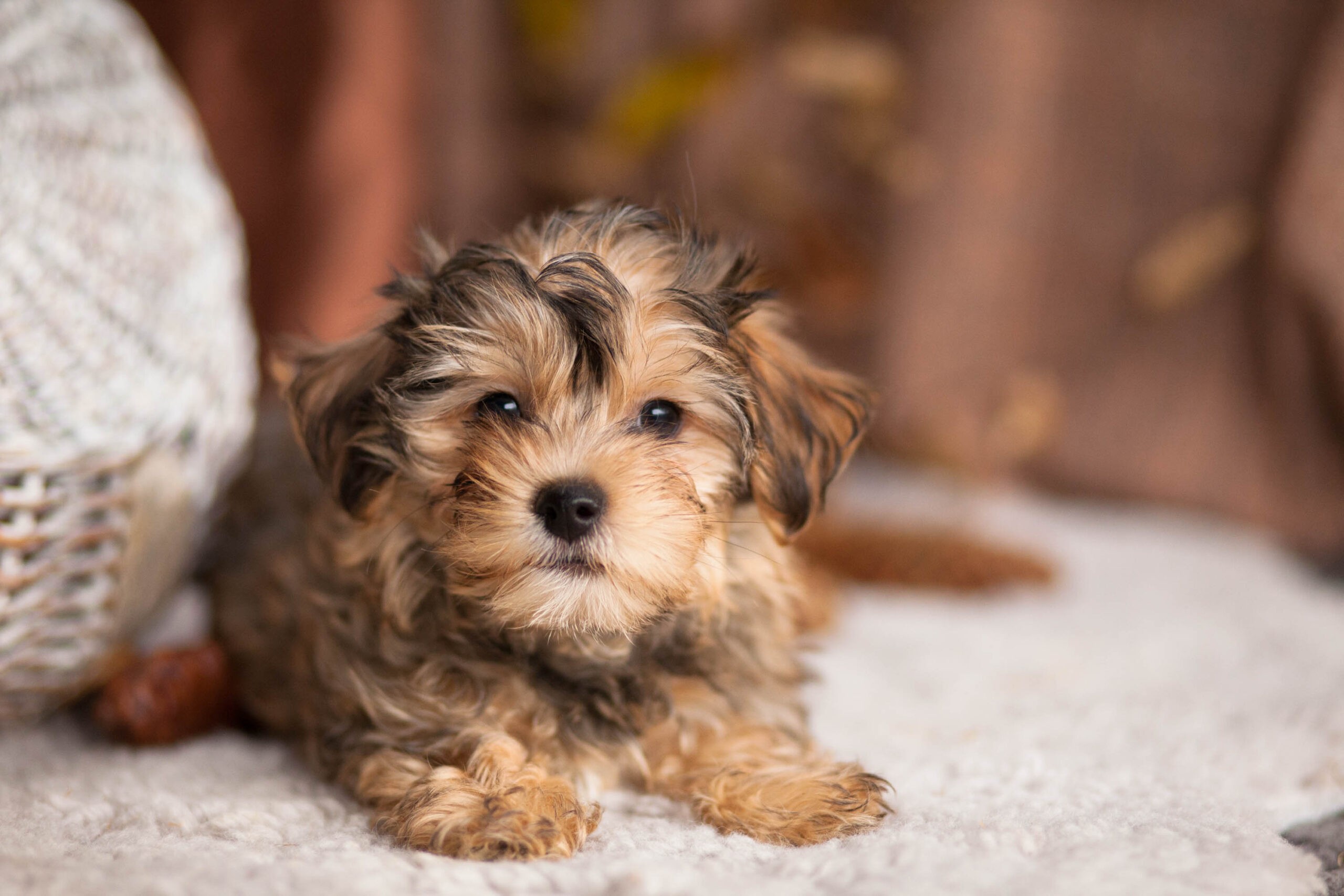 Fun Borkies – Kellys Kennels