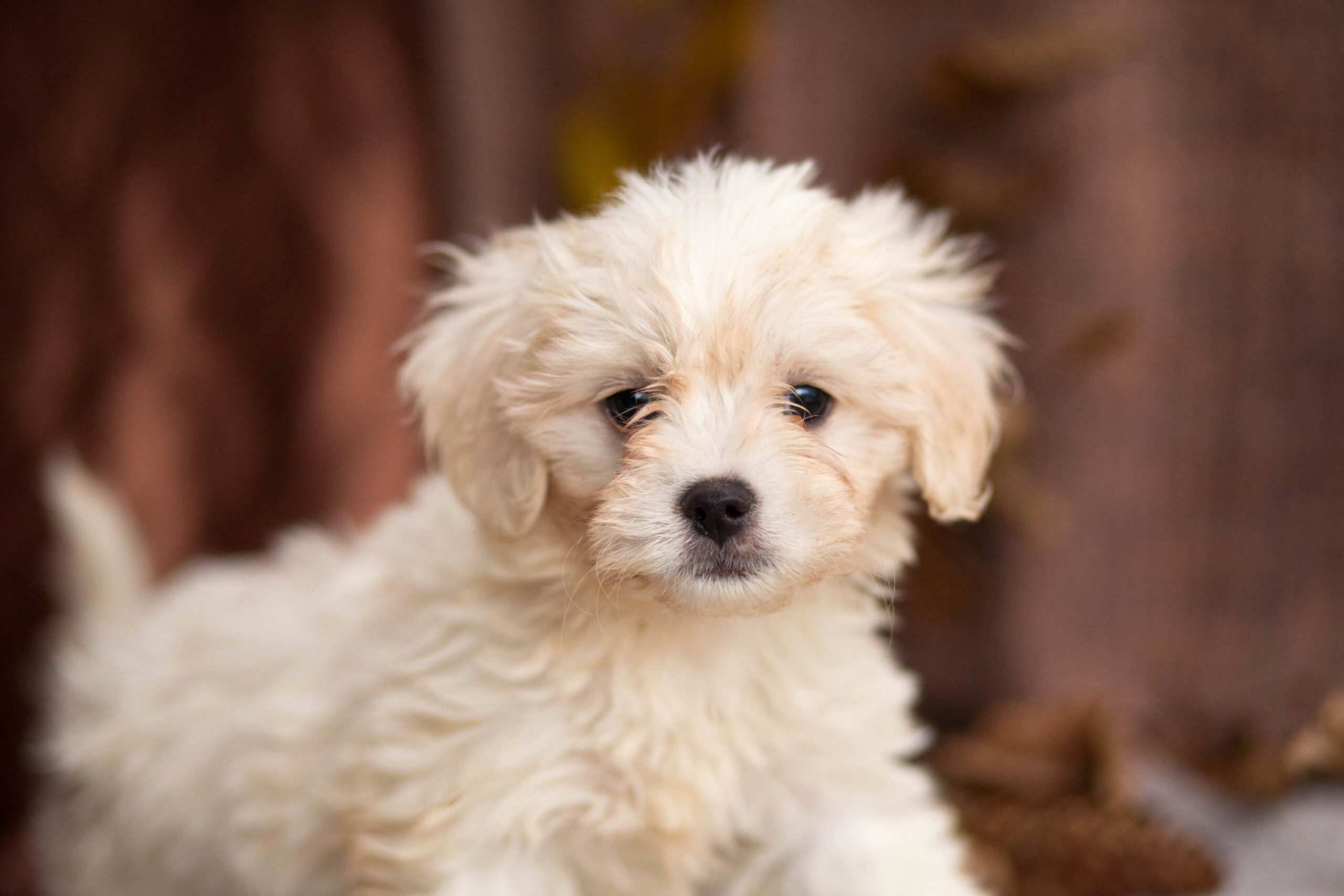 Gentle Cavateses – Kellys Kennels