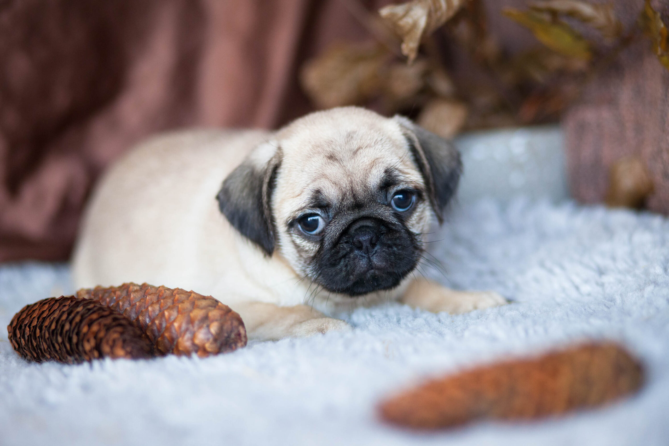 Adorable Puggles – Kellys Kennels