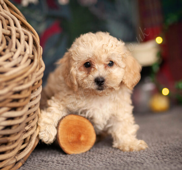 Irresistible MaltiPoos – Kellys Kennels