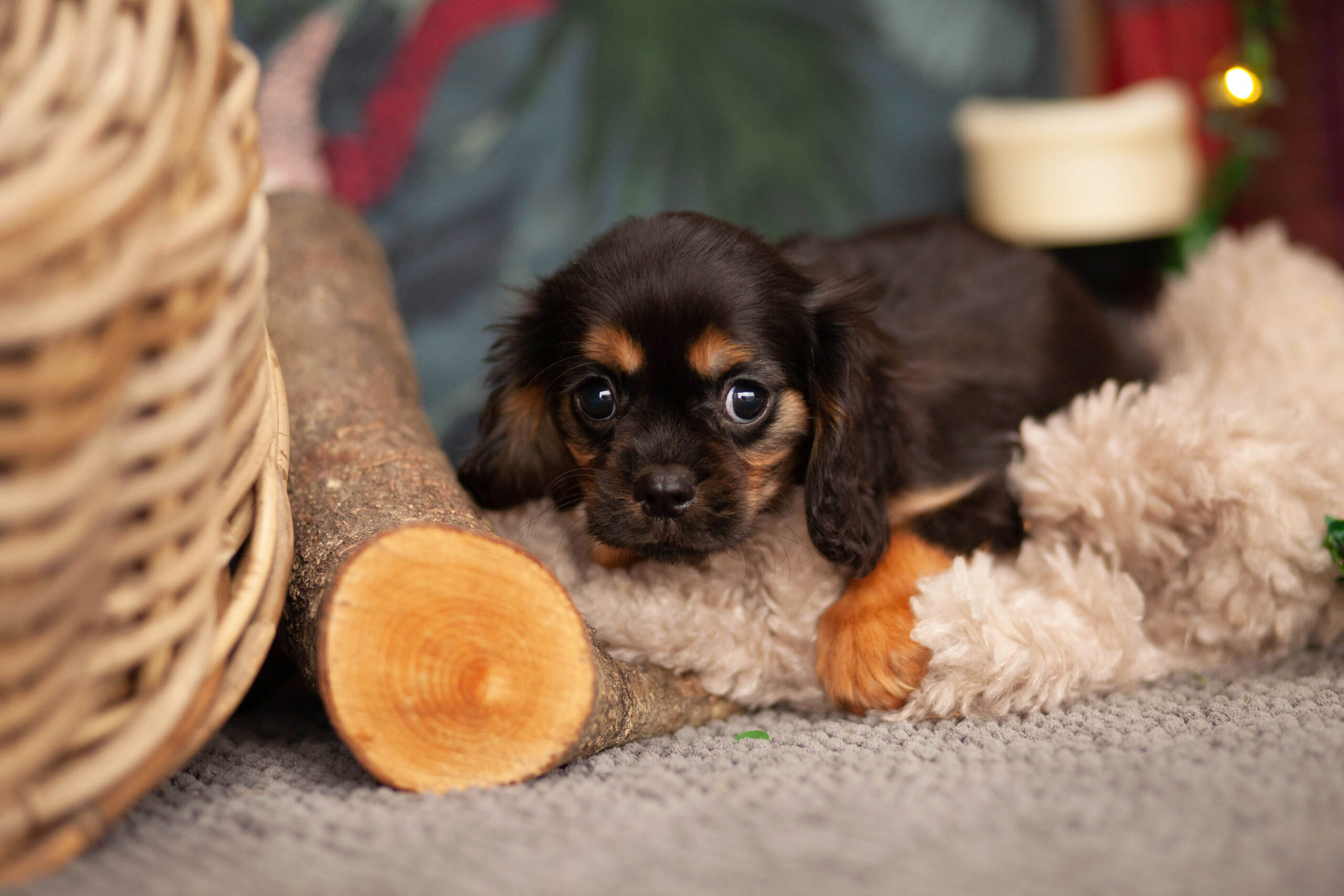 Cavalier King Charles Spaniel – Kellys Kennels