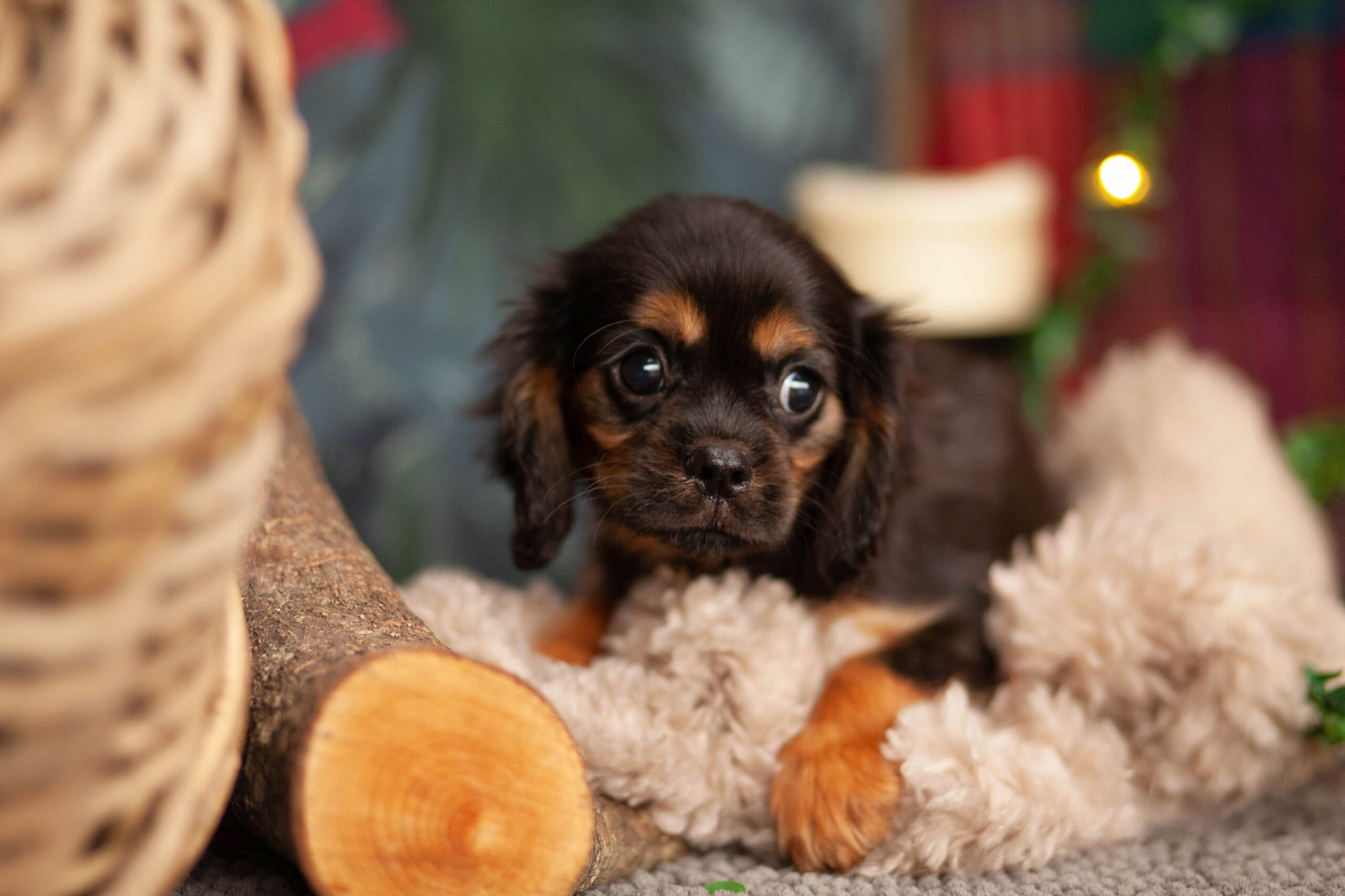 Cavalier King Charles Spaniel – Kellys Kennels