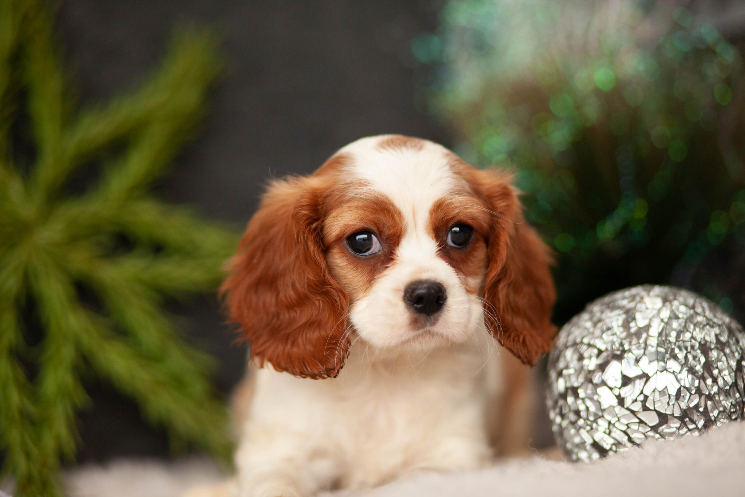 Cavalier King Charles Spaniel – Kellys Kennels
