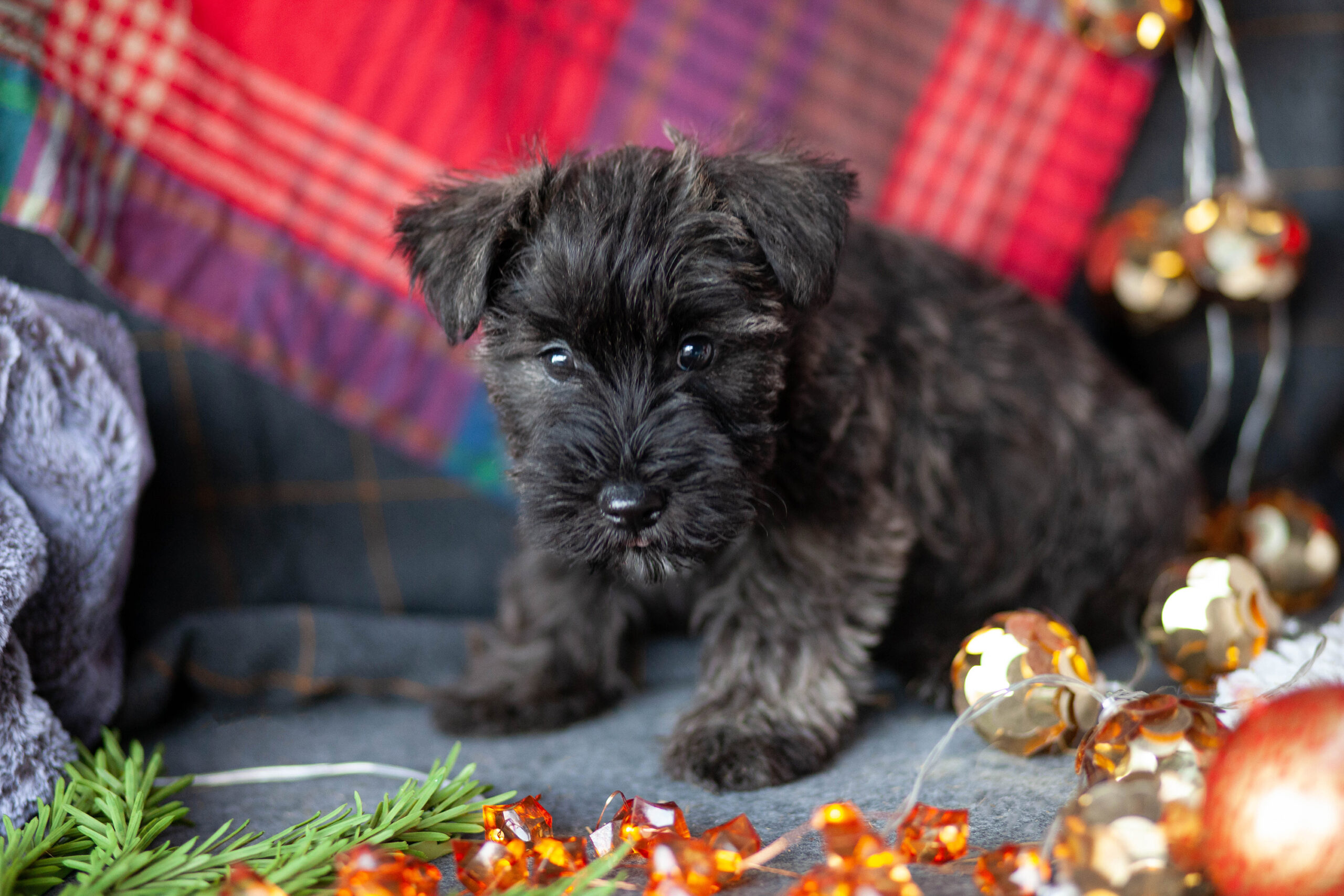 Lovely Wauzers – Kellys Kennels