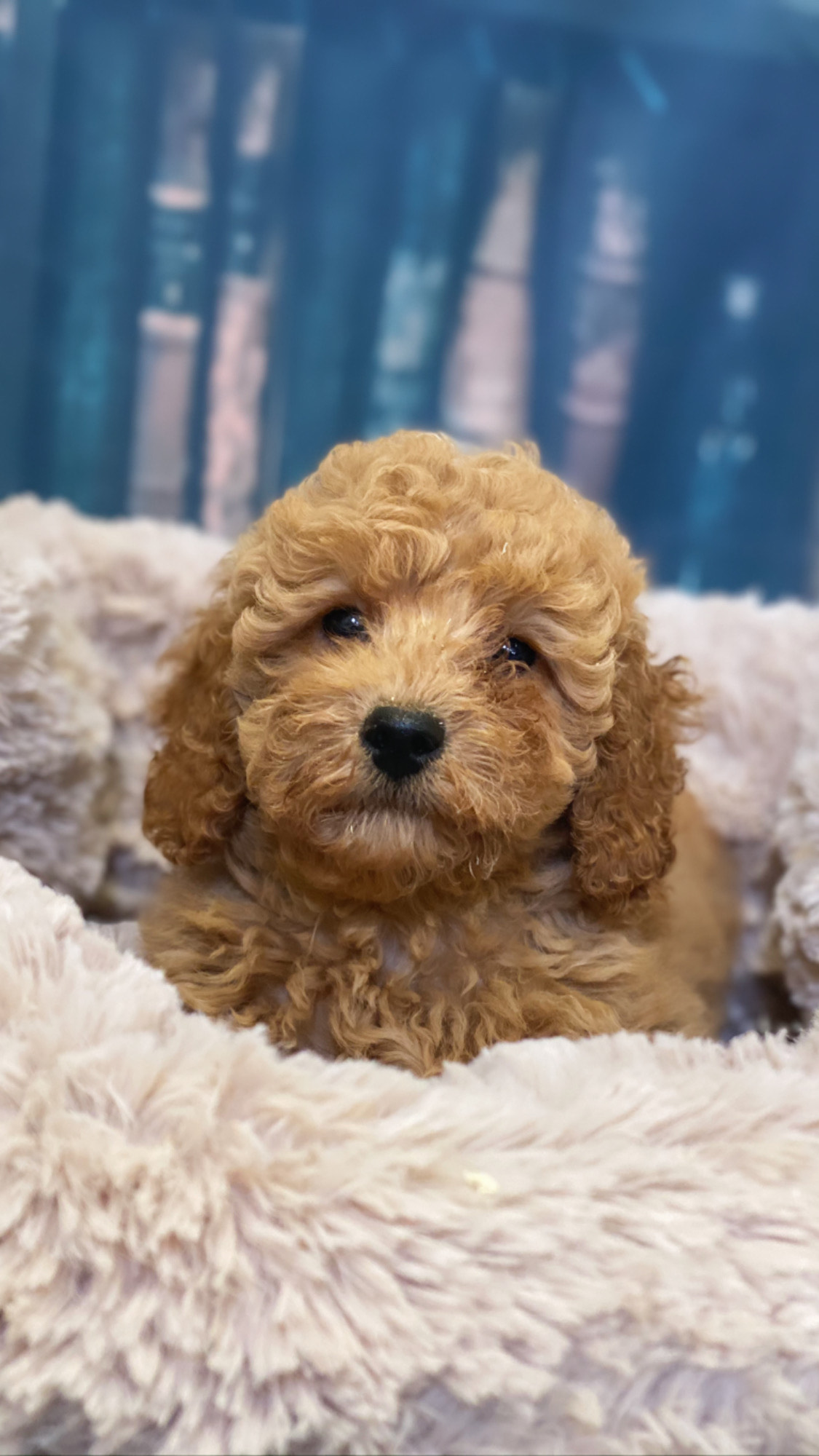 Red CavaPoos – Kellys Kennels