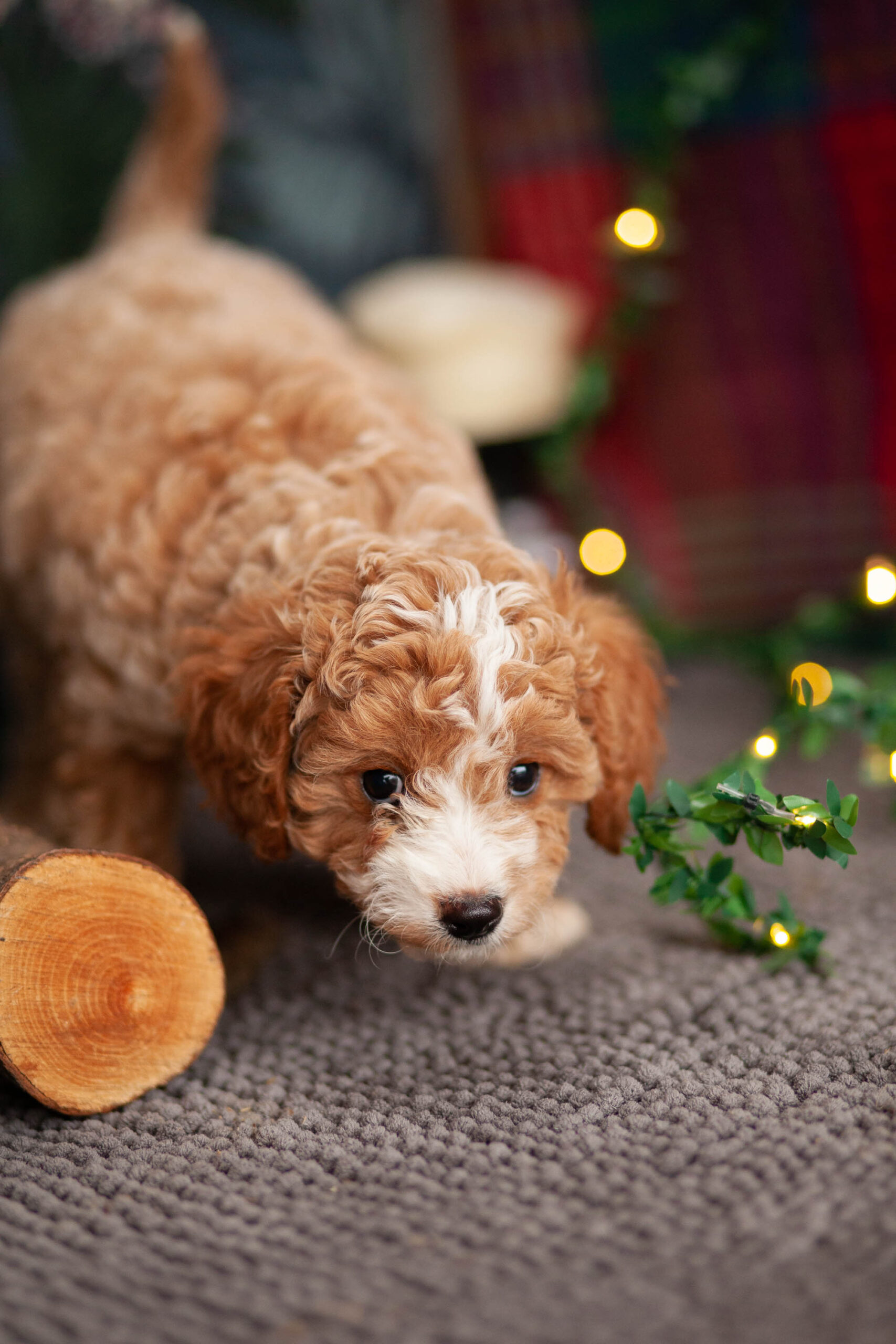 Unique CavaPooChons – Kellys Kennels