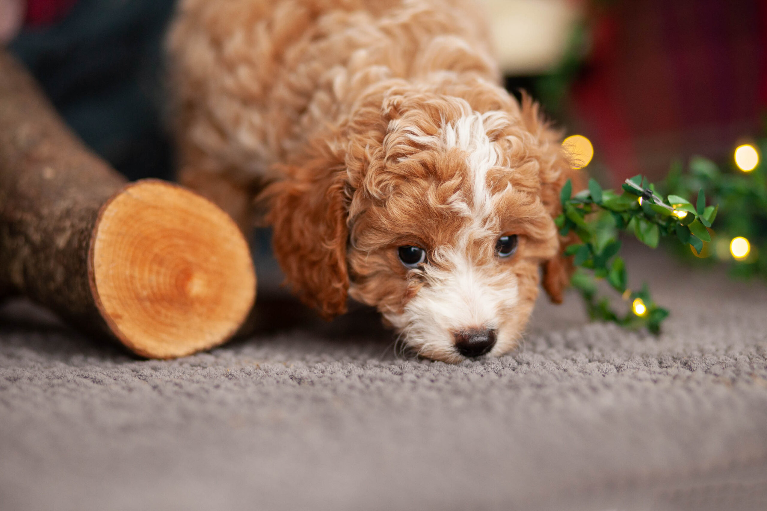 Unique CavaPooChons – Kellys Kennels